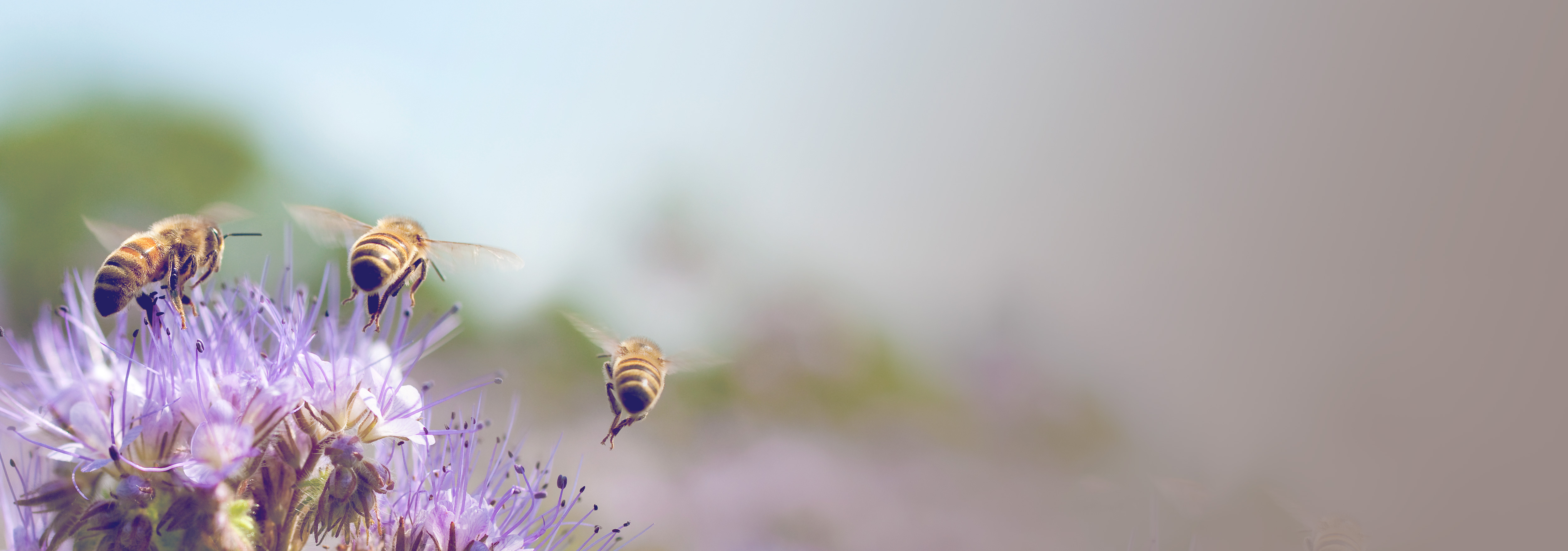 EPI-USE People Solutions | AU People Central