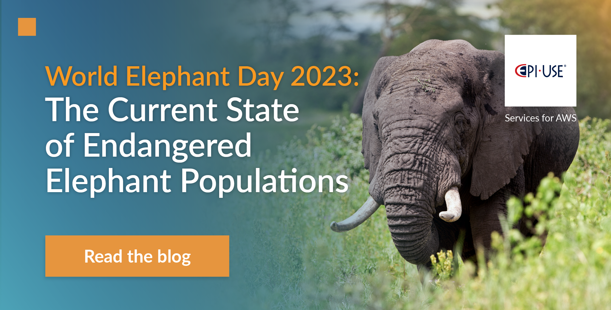 World Elephant Day 2023: Current State of Endangered Elephant Populations